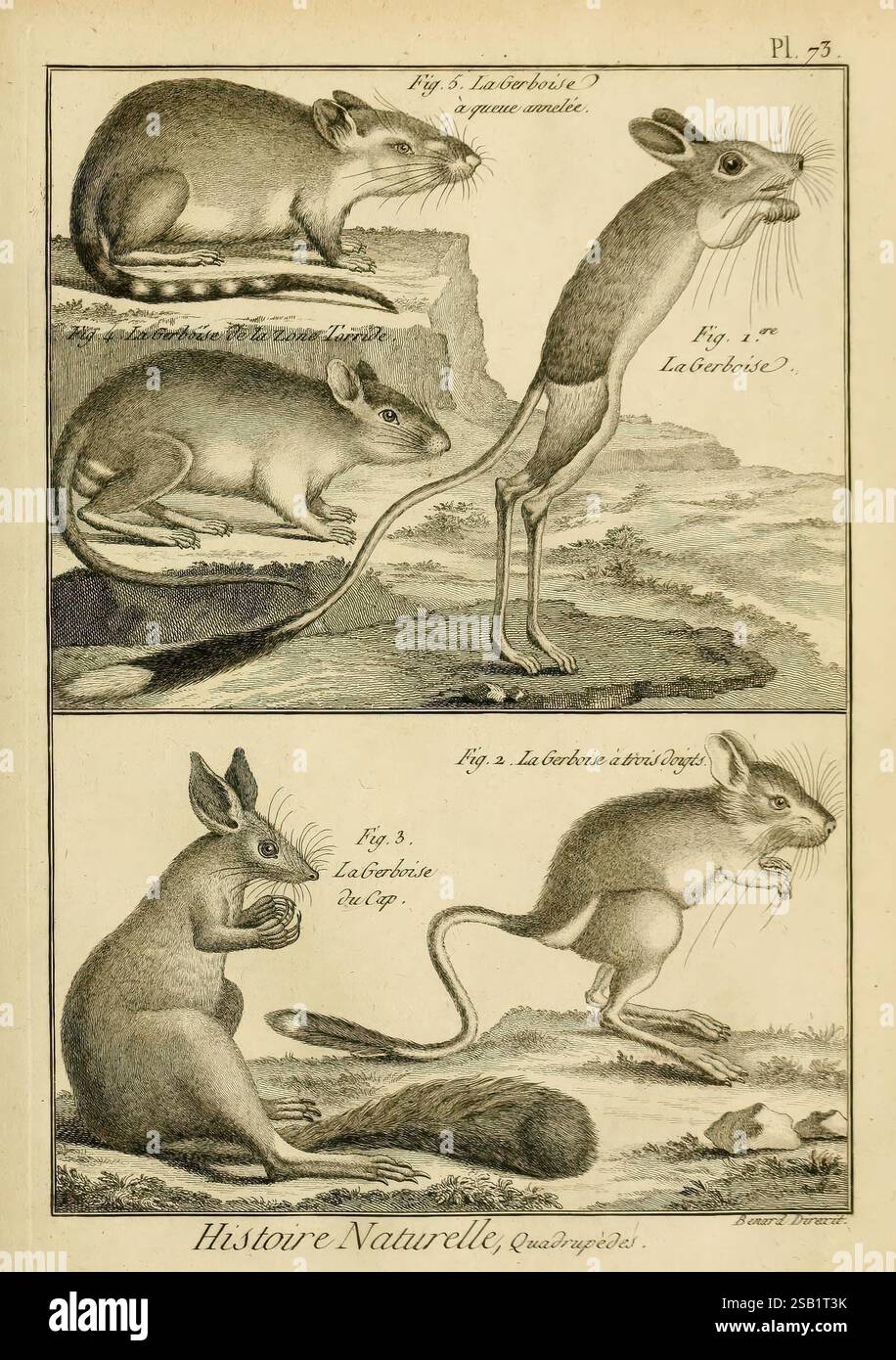 Mammalogie, ou, Description des espèces de mammifères, A Paris, chez ...