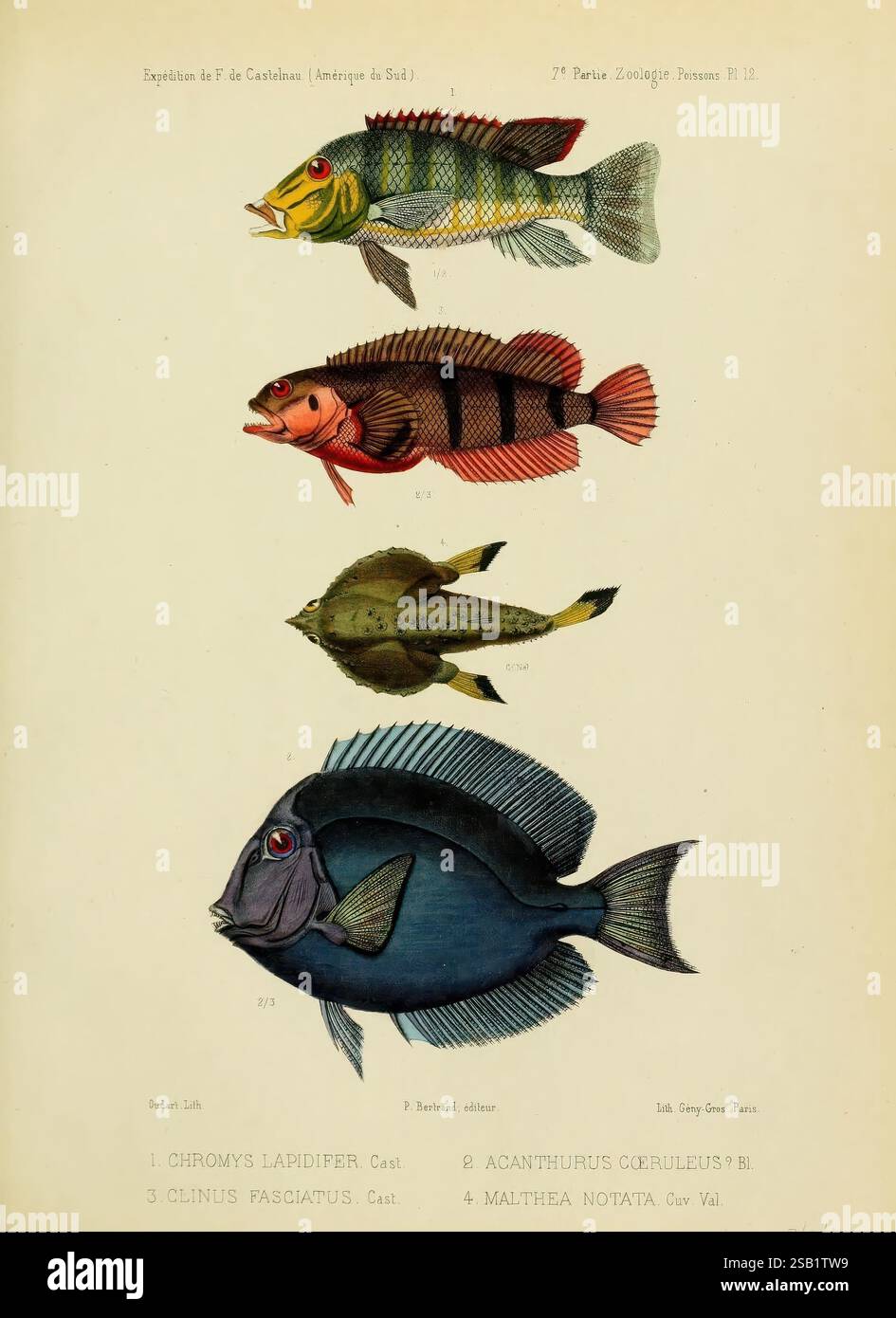 Expédition dans les parties centrales de l'Amérique du Sud, Paris, chez ...