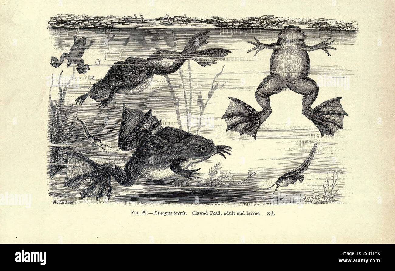Amphibiens et reptiles Londres Macmillan et Co. Limited 1901 amphibiens ...