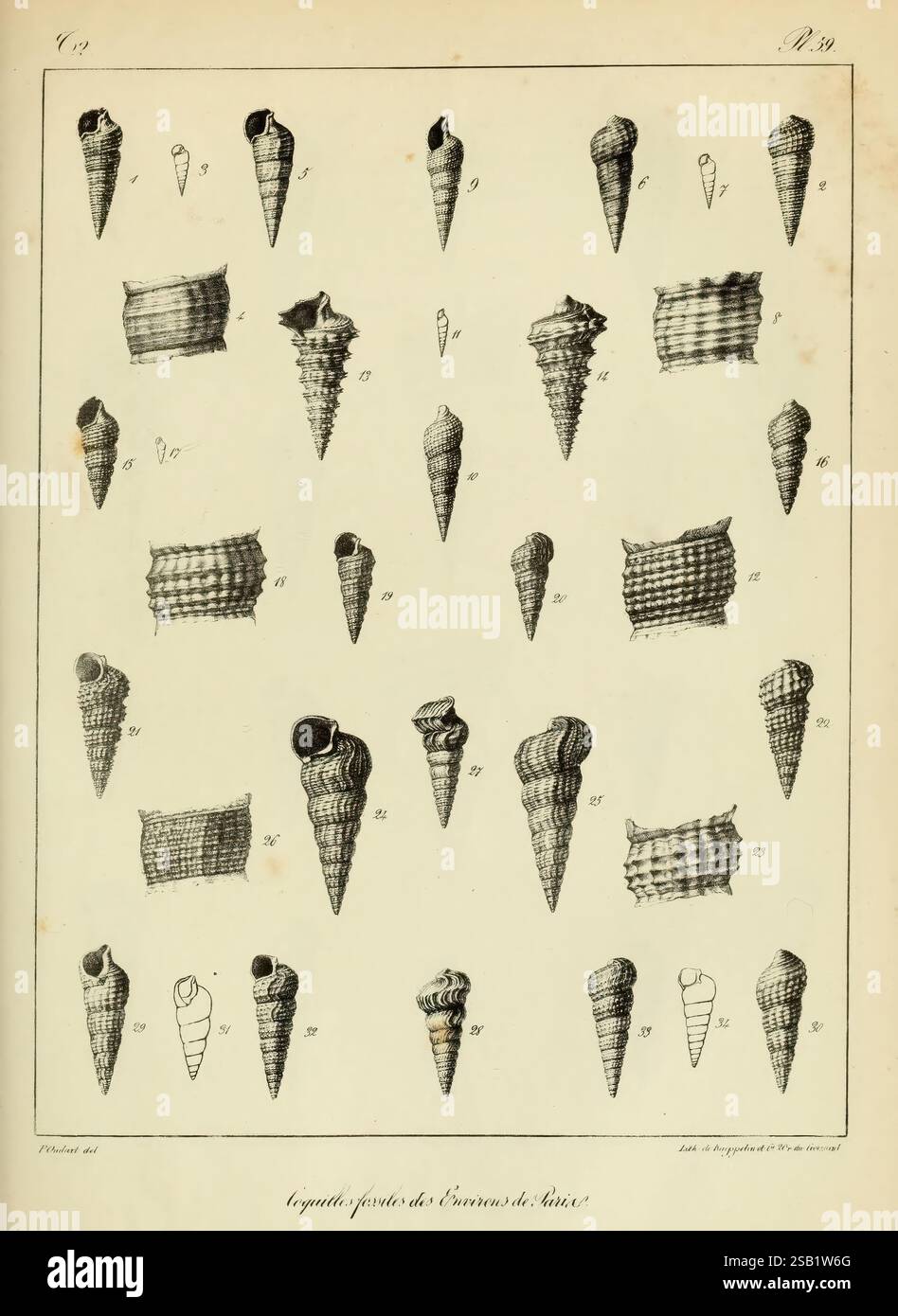 Description des coquilles fossiles des environs de Paris, Paris, L ...