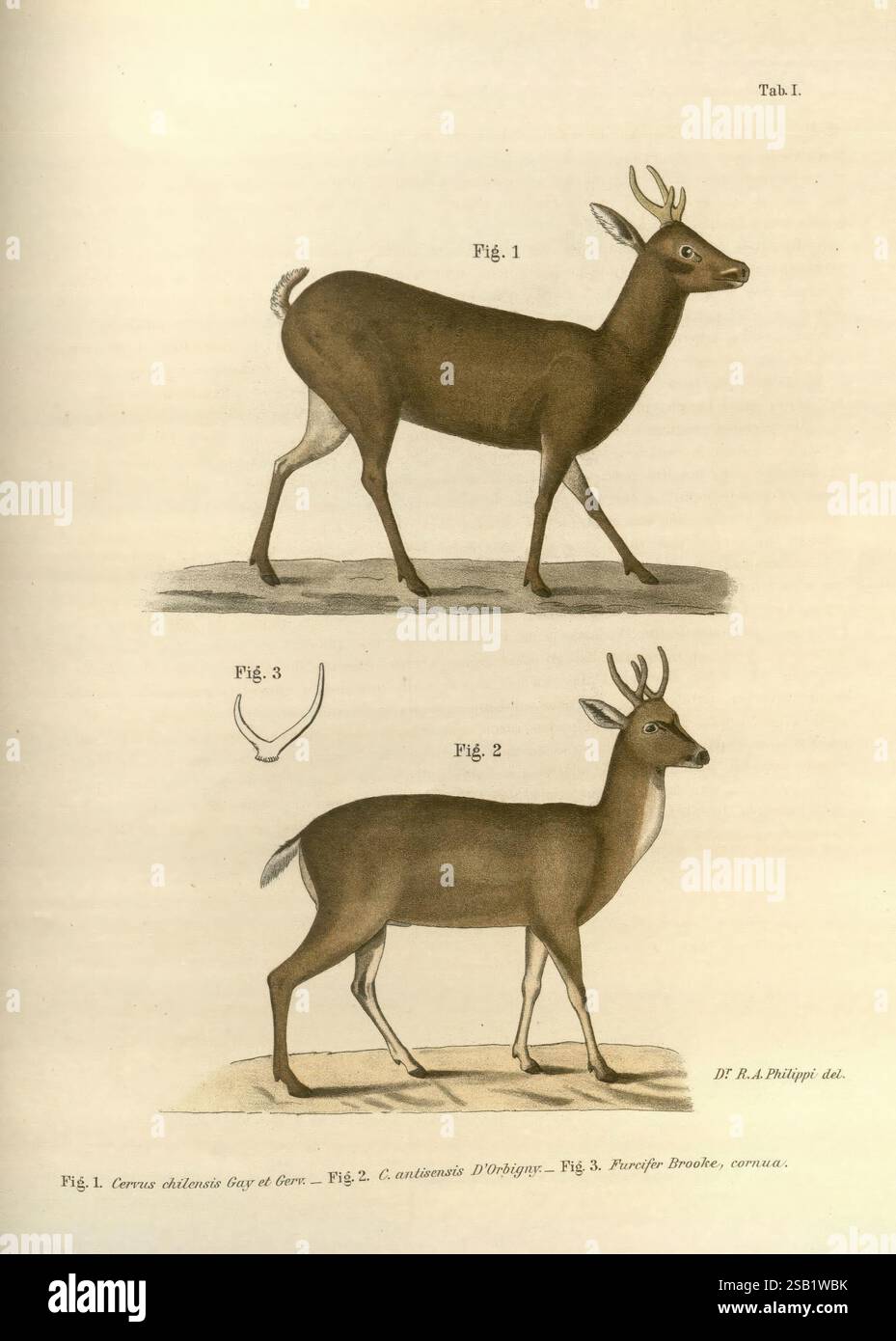 Anales del Museo Nacional de Chile, Santiago de Chile, el Museo, 1892 ...