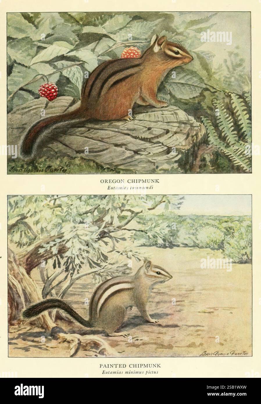Animaux sauvages de l'Amérique du Nord Washington, D.C. mammifères ...