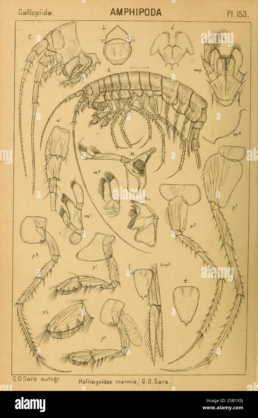 Un récit des crustacés de Norvège, Christiania, A. Cammermeyer, 1895 ...