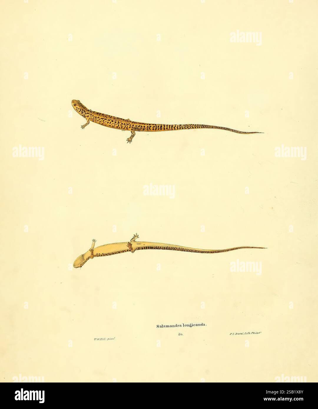 North American Herpetology, v.3, Philadelphie, J. Dobson, 1836-1840 ...