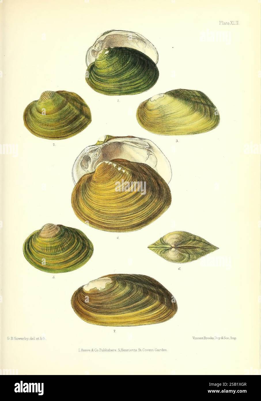 Conchologia Indica, Londres, L. Reeve & Co, 1876, Inde, mollusques ...