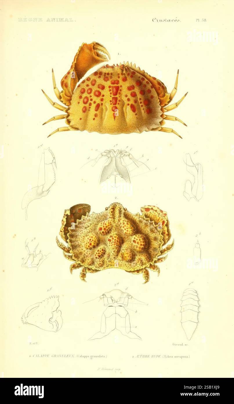 Le règne animal distribué d'après son organisation Paris, 1836-1849 anatomie comparaison des ...