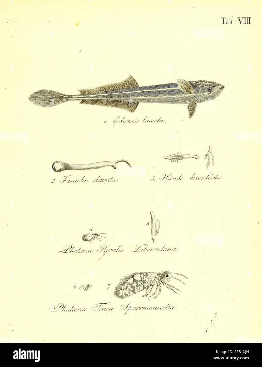 Magazin des Thierreichs Erlangen Wolfgang Walther 1793-1795 Johann ...