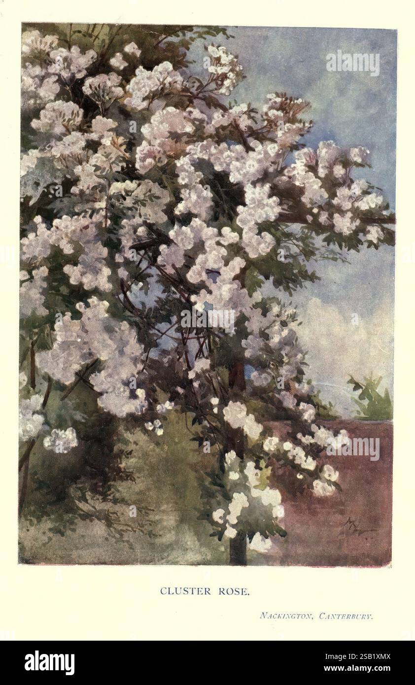 Garden Colour London E. P. Dutton & Company 1905 jardinage, Un groupe ...