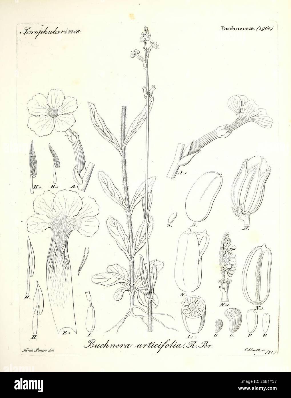 Iconographia generum plantarum, Vindobonae, F. Beck, 1838, botanique ...