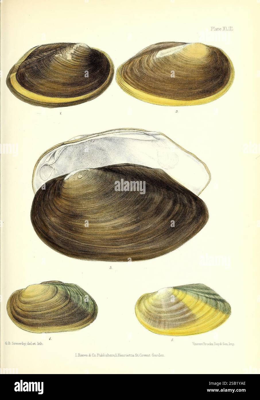 Conchologia Indica London L. Reeve & Co. 1876 Inde mollusques œuvres ...