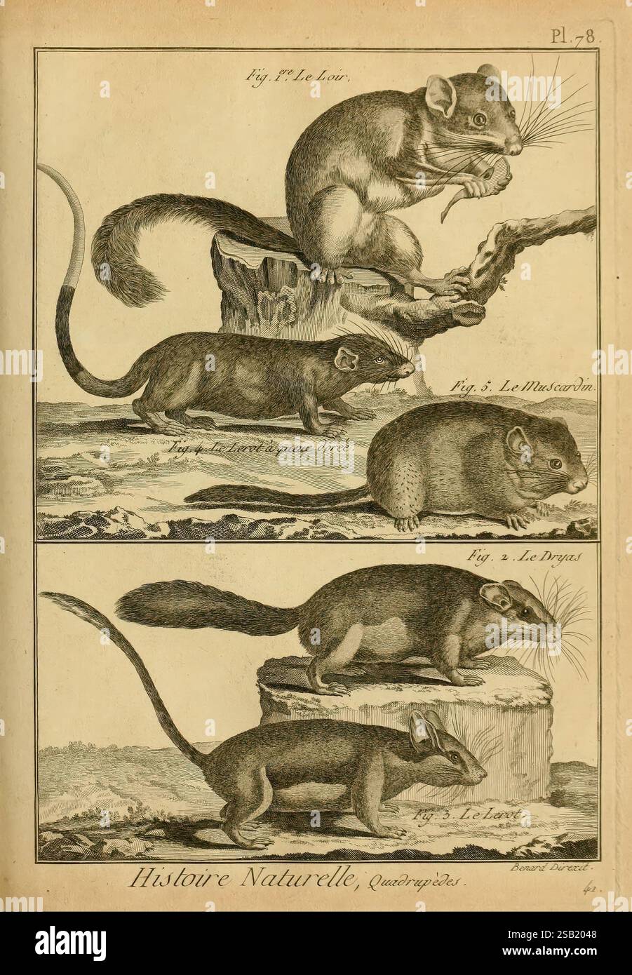 Mammalogie, ou, Description des espèces de mammifères, A Paris, chez ...