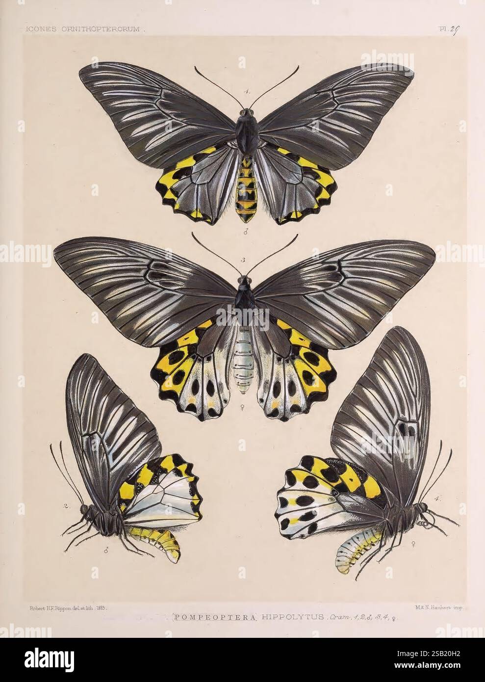 Icones, Ornithopterorum, Londres, publié par l'auteur Upper Norwood ...