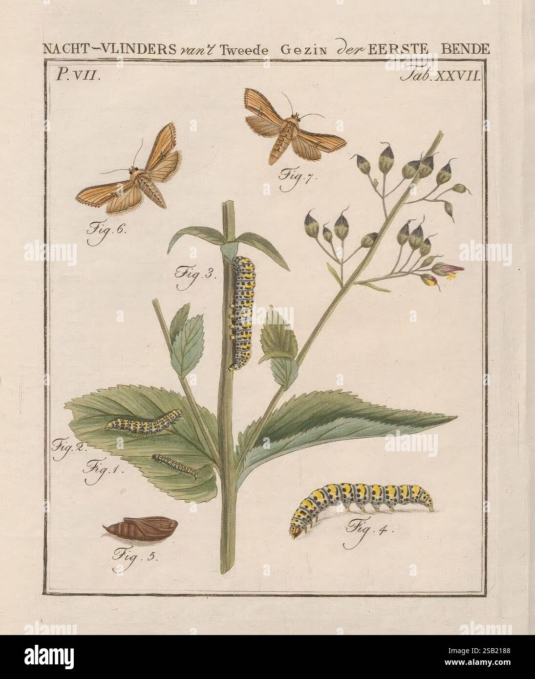 Beschouwing der Wonderen Gods, in de minstgeachte schepzelen, te ...