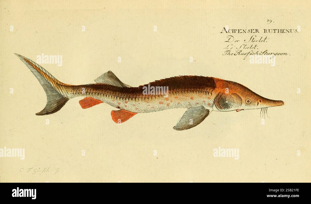 Ichtyologie ou histoire naturelle des poissons, Berlin, chez l'auteur ...