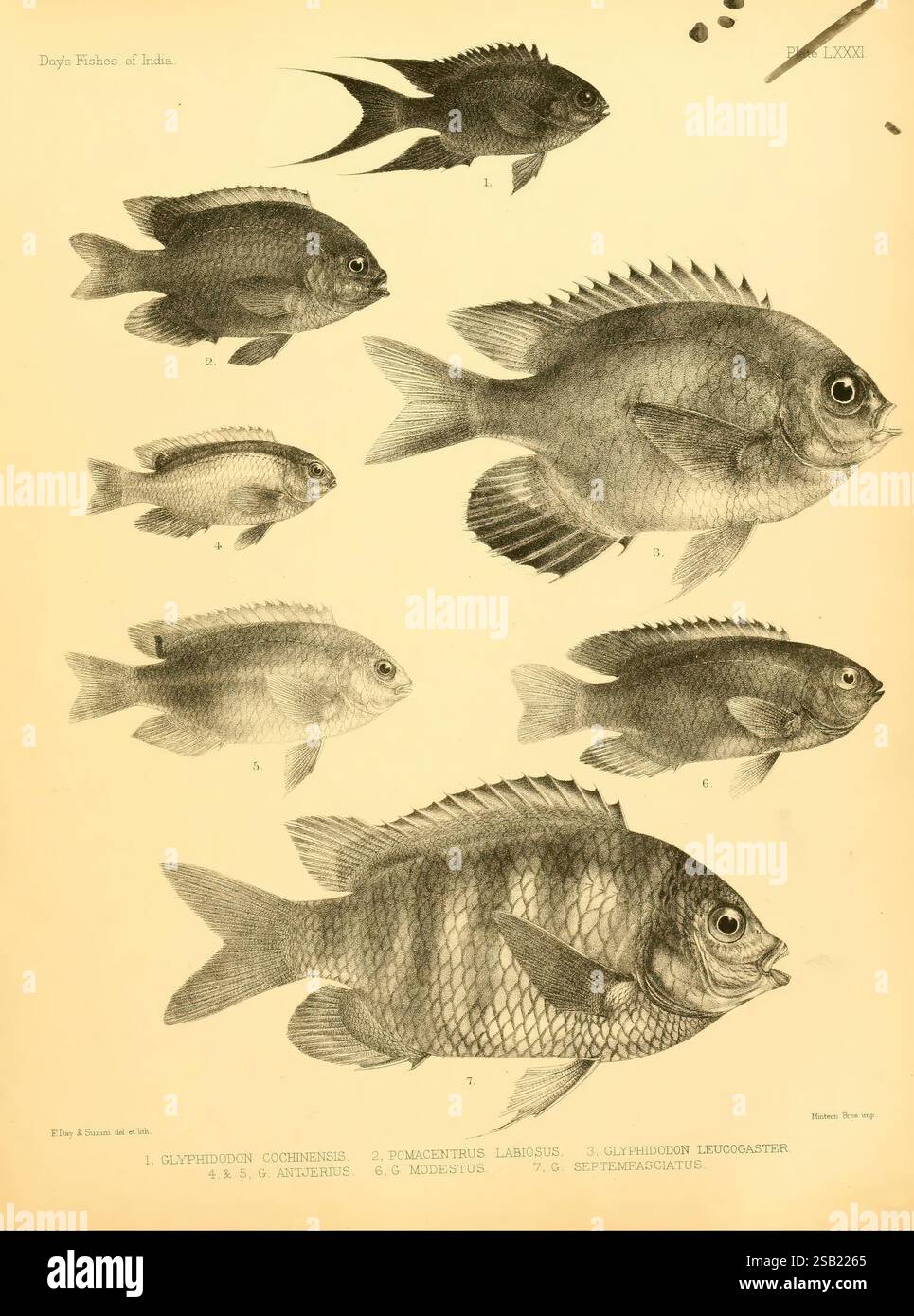 Les poissons de l'Inde, [1875]-1878. Inde, Birmanie, Océan Indien, Sri ...