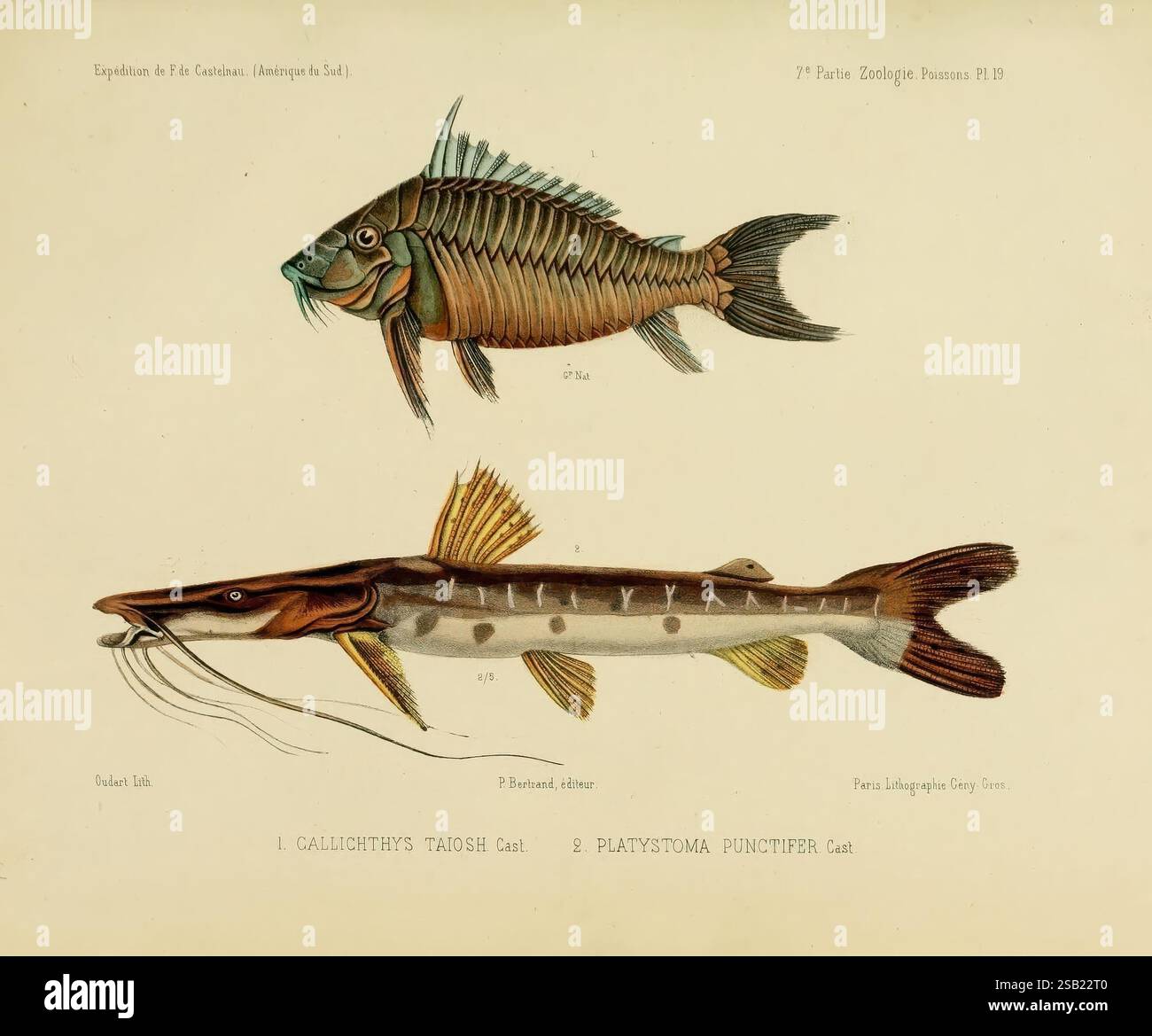 Expédition dans les parties centrales de l'Amérique du Sud Paris, chez ...
