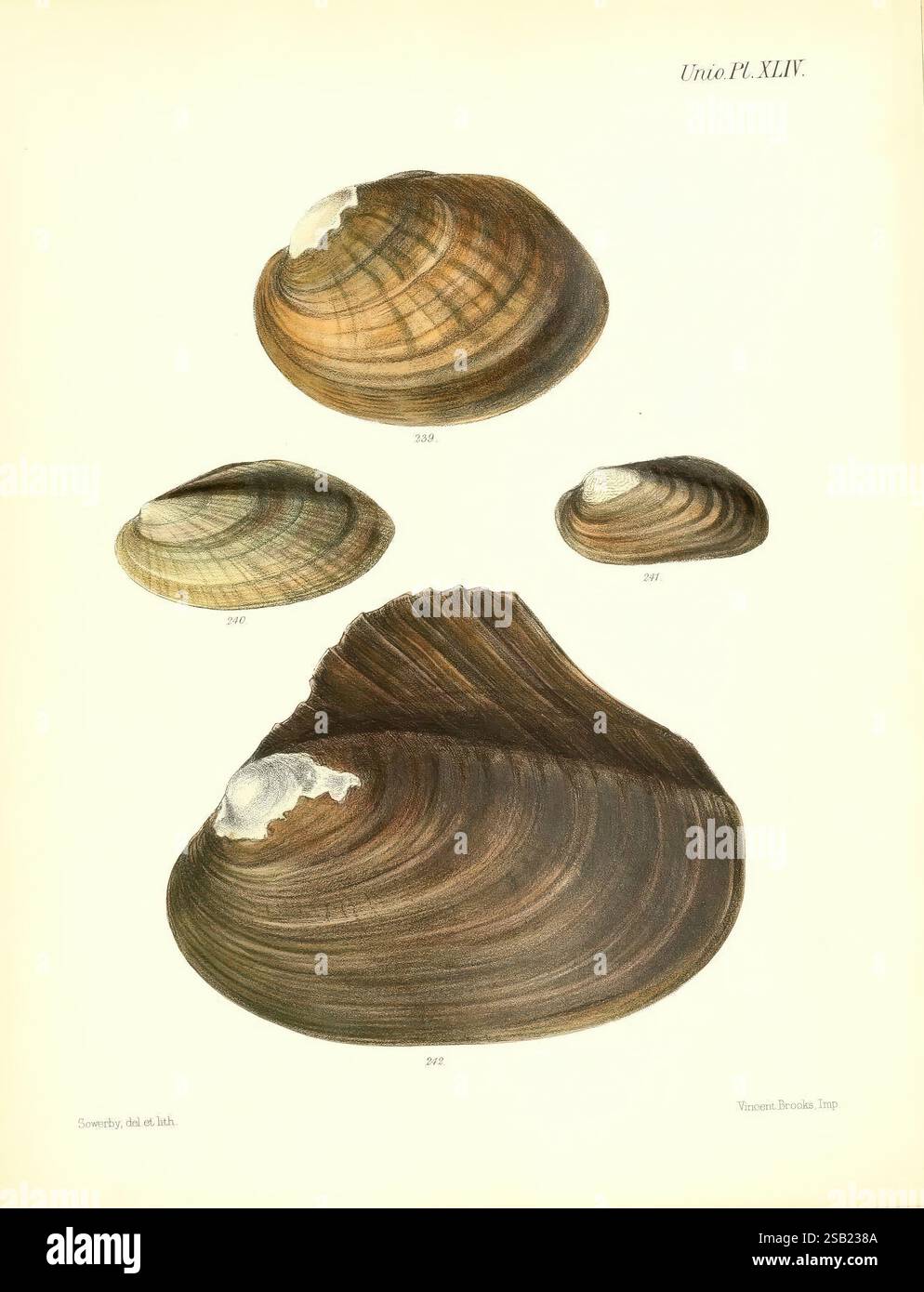 Conchologia iconica, ou illustrations des coquilles de mollusques ...