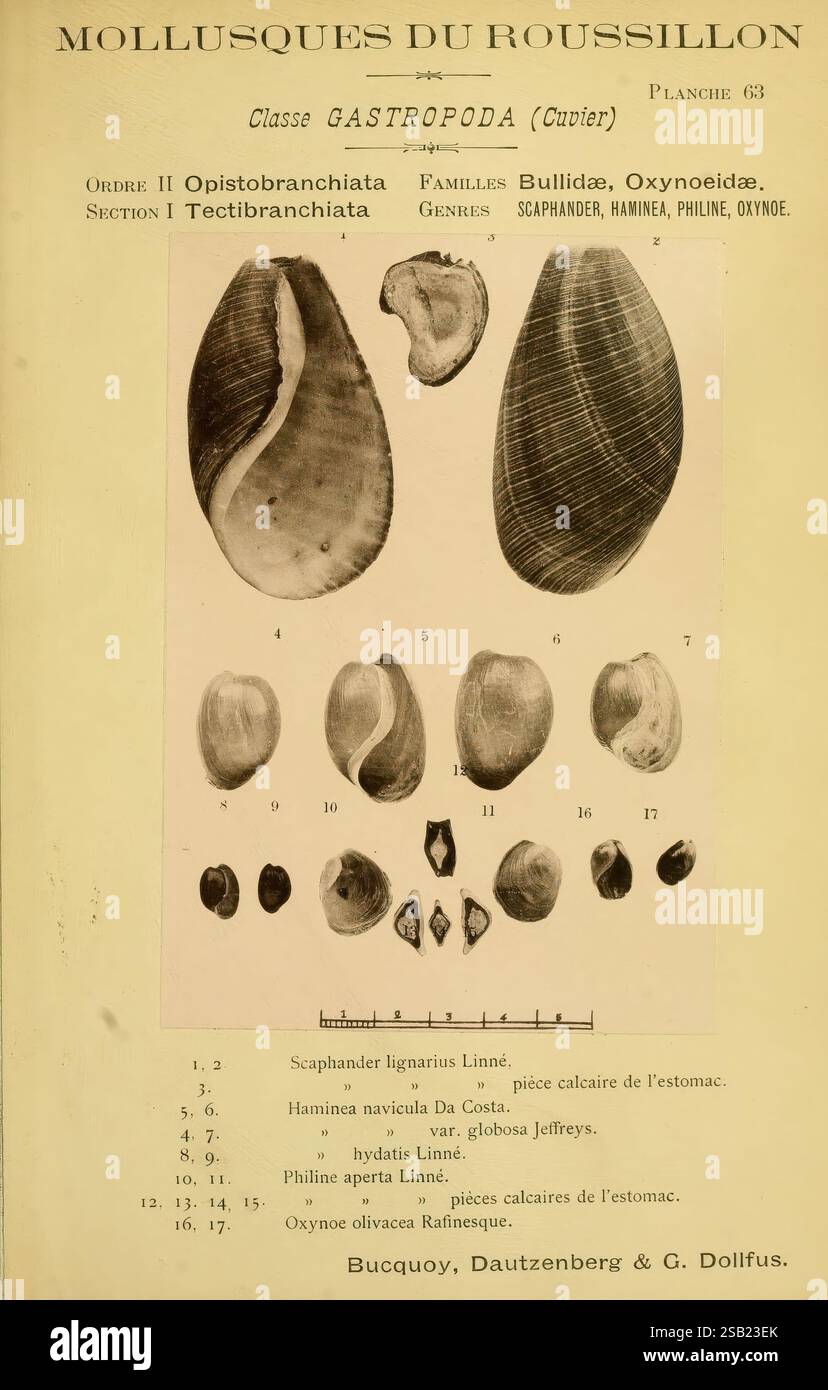 Les mollusques marins du Roussillon Paris, J.-B. Baillière, [1882 ...