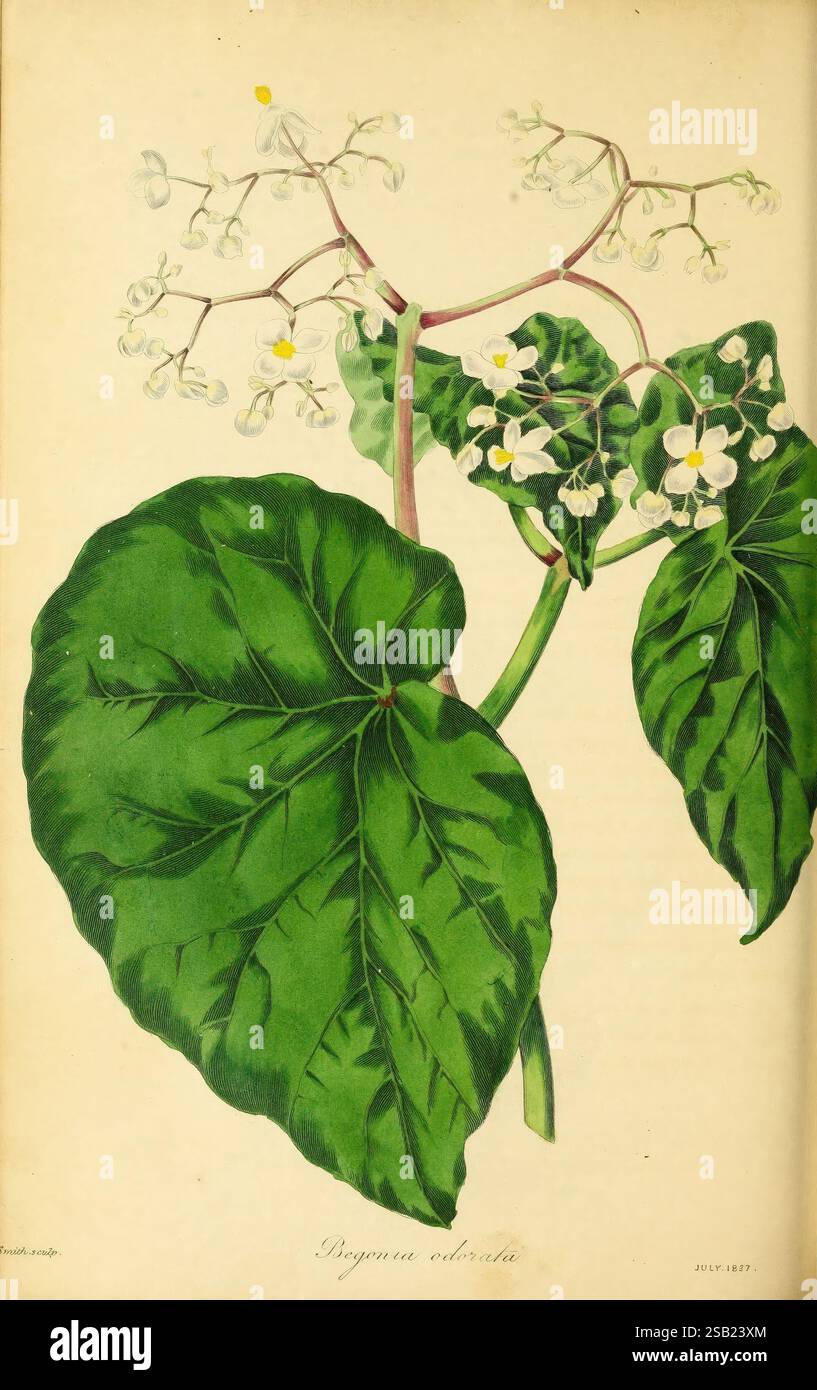 Paxton's Magazine of Botany, Londres, Orr and Smith, botanique ...