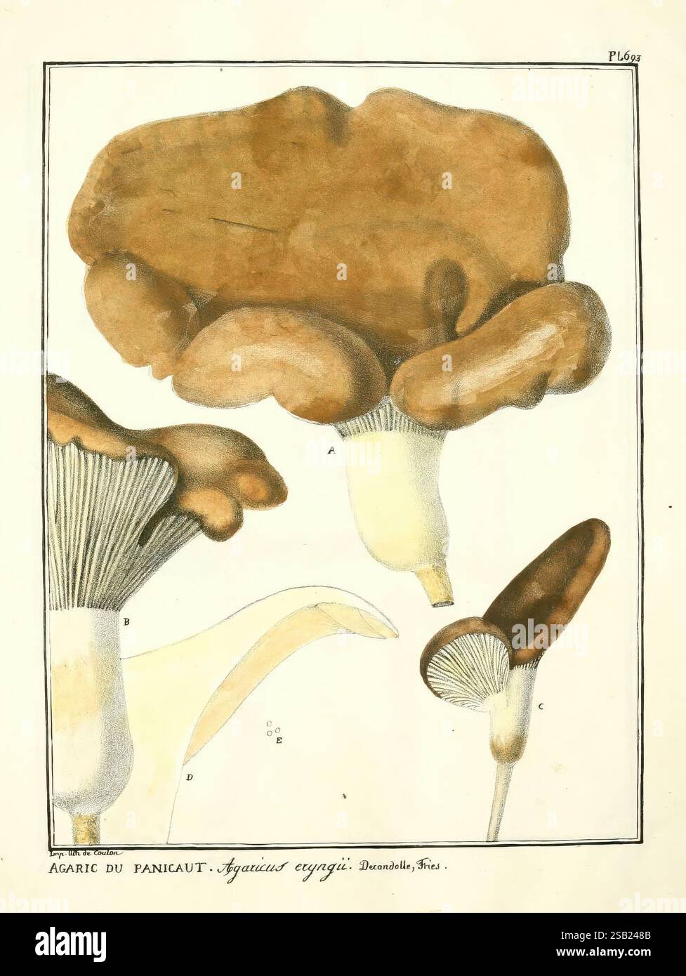 Figures des champignons, servant de complément aux assiettes de ...