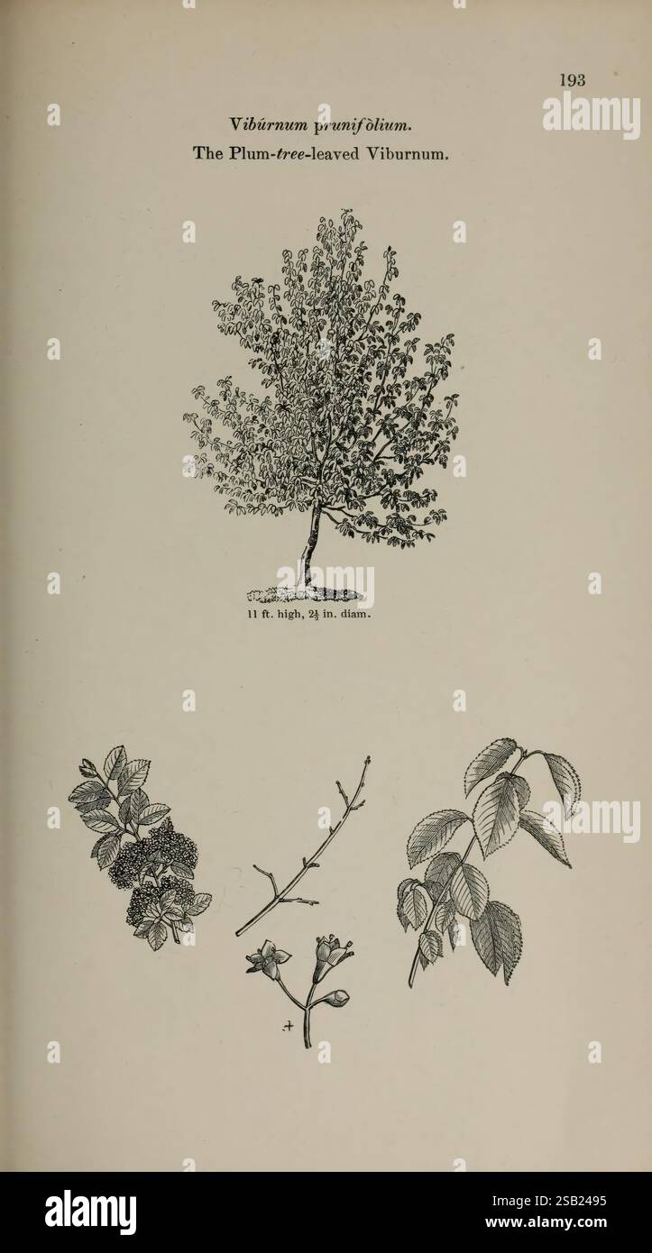 Arboretum et fruticetum britannicum, or London, J.C. Loudon, 1844 ...