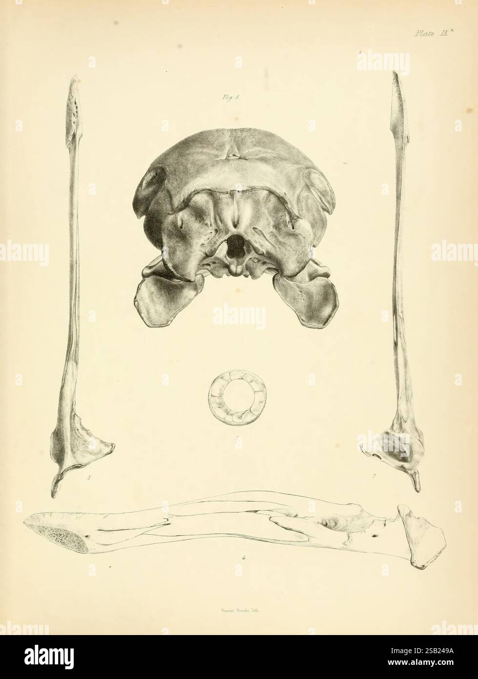 Le dodo et sa famille, Londres, Reeve, Benham, et Reeve, 1848, Océan ...