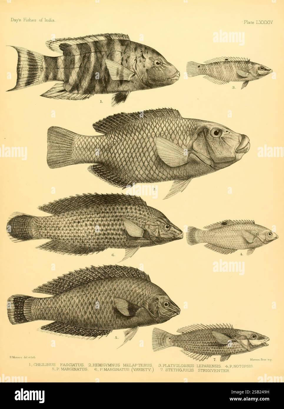 Les poissons de l'Inde, [1875]-1878, Inde, Birmanie, Océan Indien, Sri ...