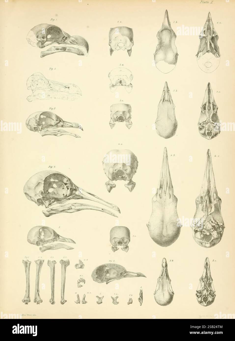 Le dodo et sa famille, Londres, Reeve, Benham, et Reeve, 1848, Océan ...
