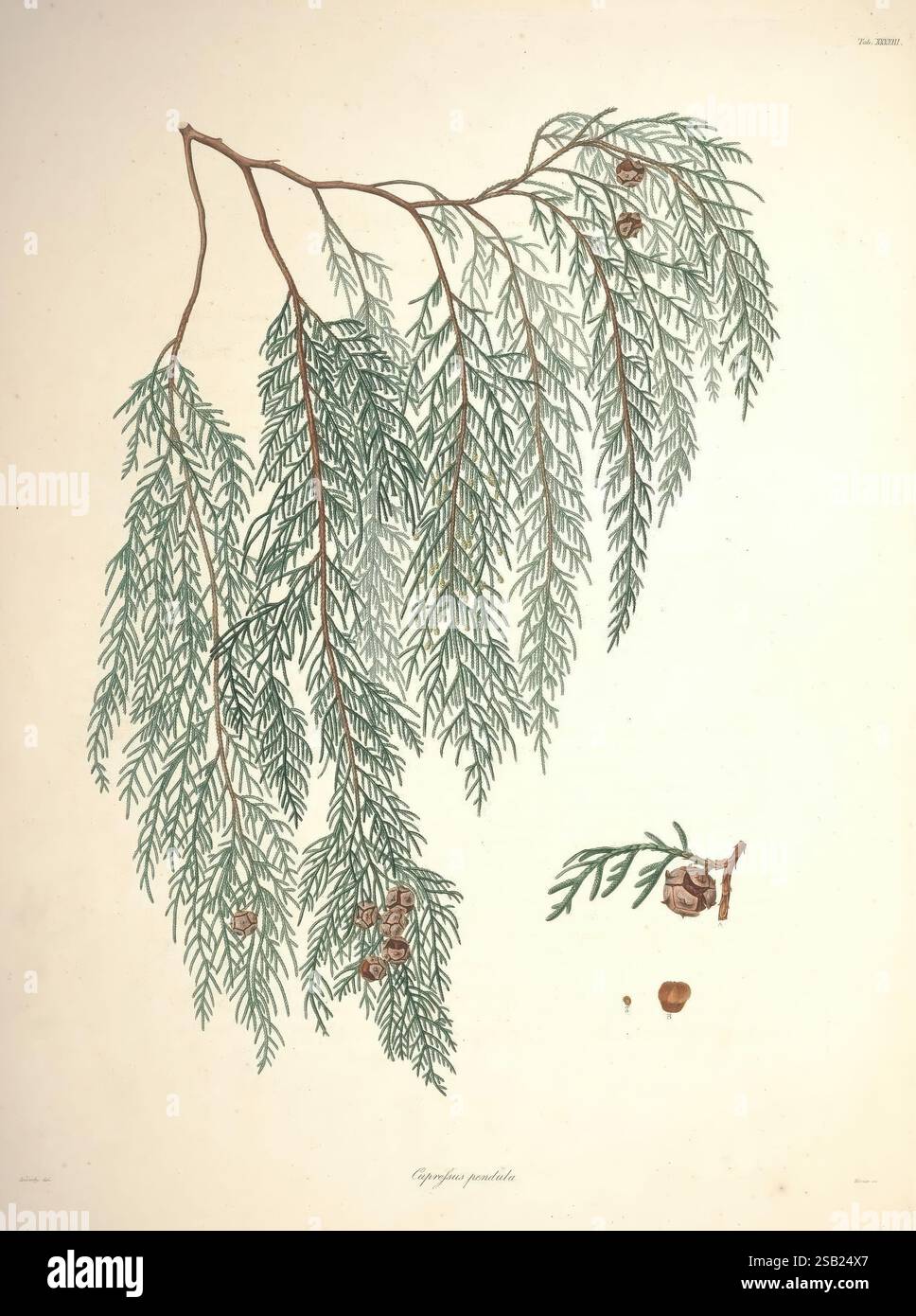 Description du genre Pinus, Londres, J. White, 1803-1824. Pinaceae, Cupressus funebris, Une ...