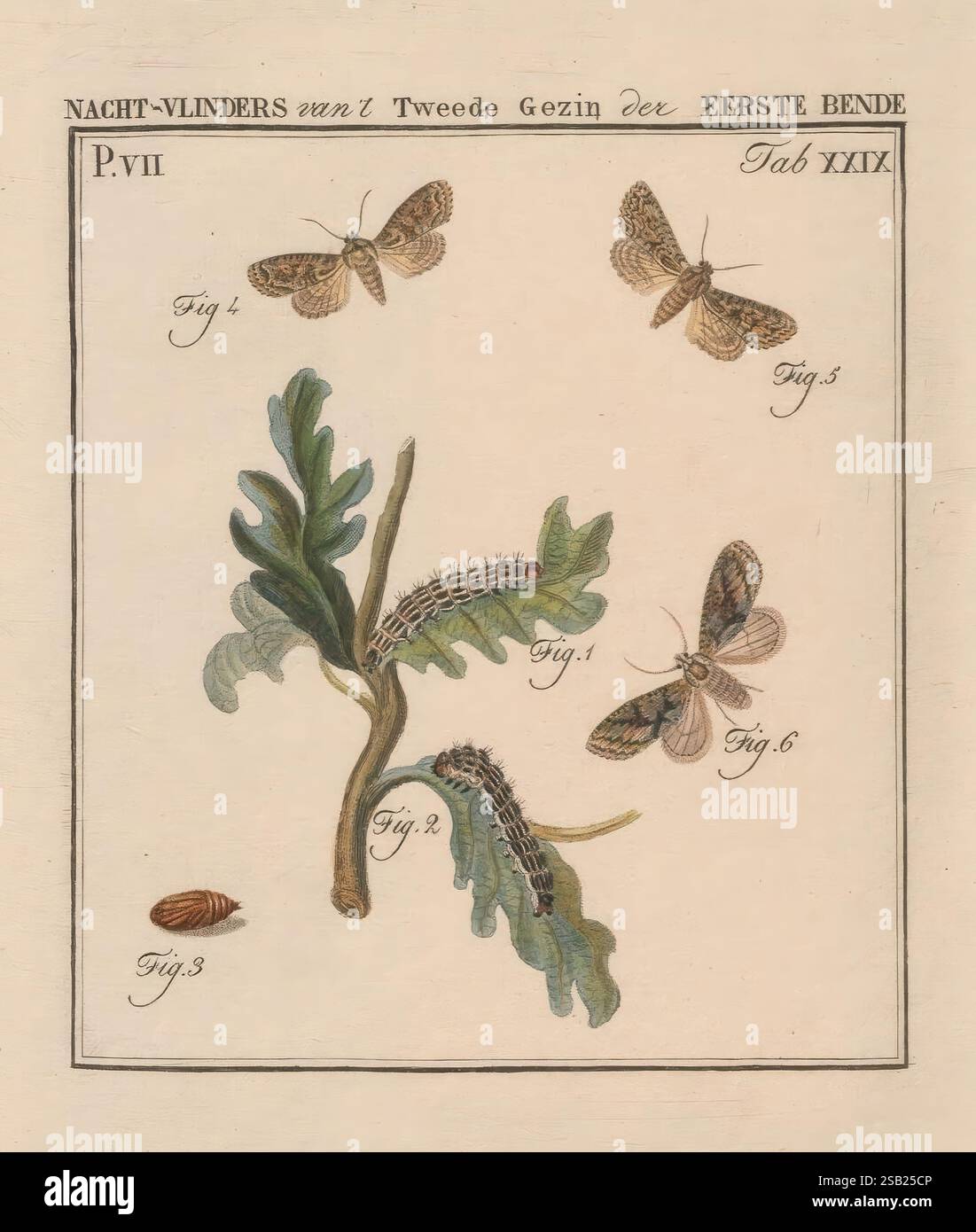 Beschouwing der Wonderen Gods, in de minstgeachte schepzelen, te ...