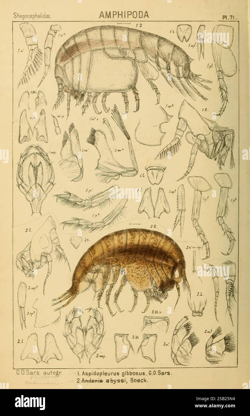 Un récit des crustacés de Norvège, Christiania, A. Cammermeyer, 1895 ...