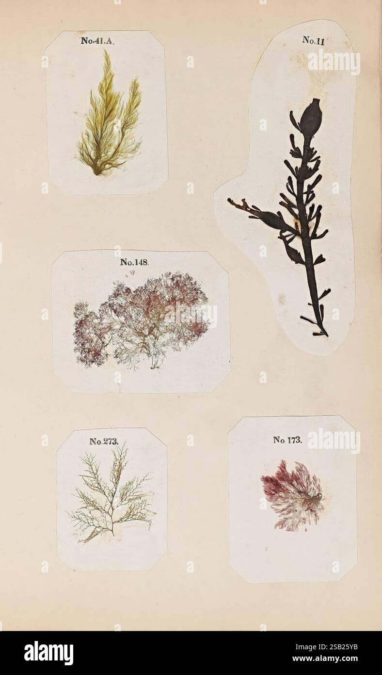 Algues, corallines, baie, port New York, New York, G.P. 1850, spécimens botaniques, algues ...