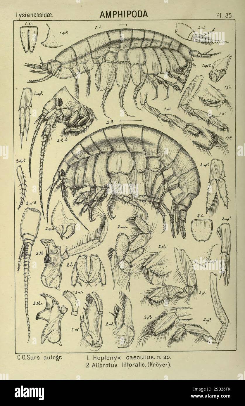 Un récit des crustacés de Norvège. v.1 Amphipode (plaques) Christiania ...