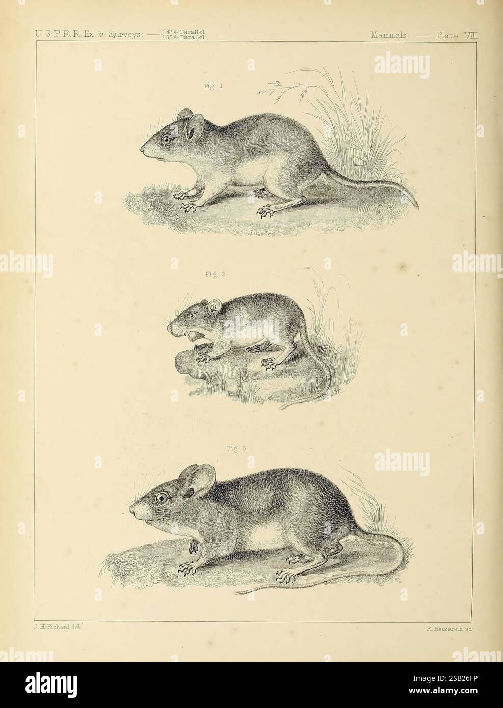 Catalogue, Amérique du Nord, mammifères, avec, dessins, et, preuve, de ...