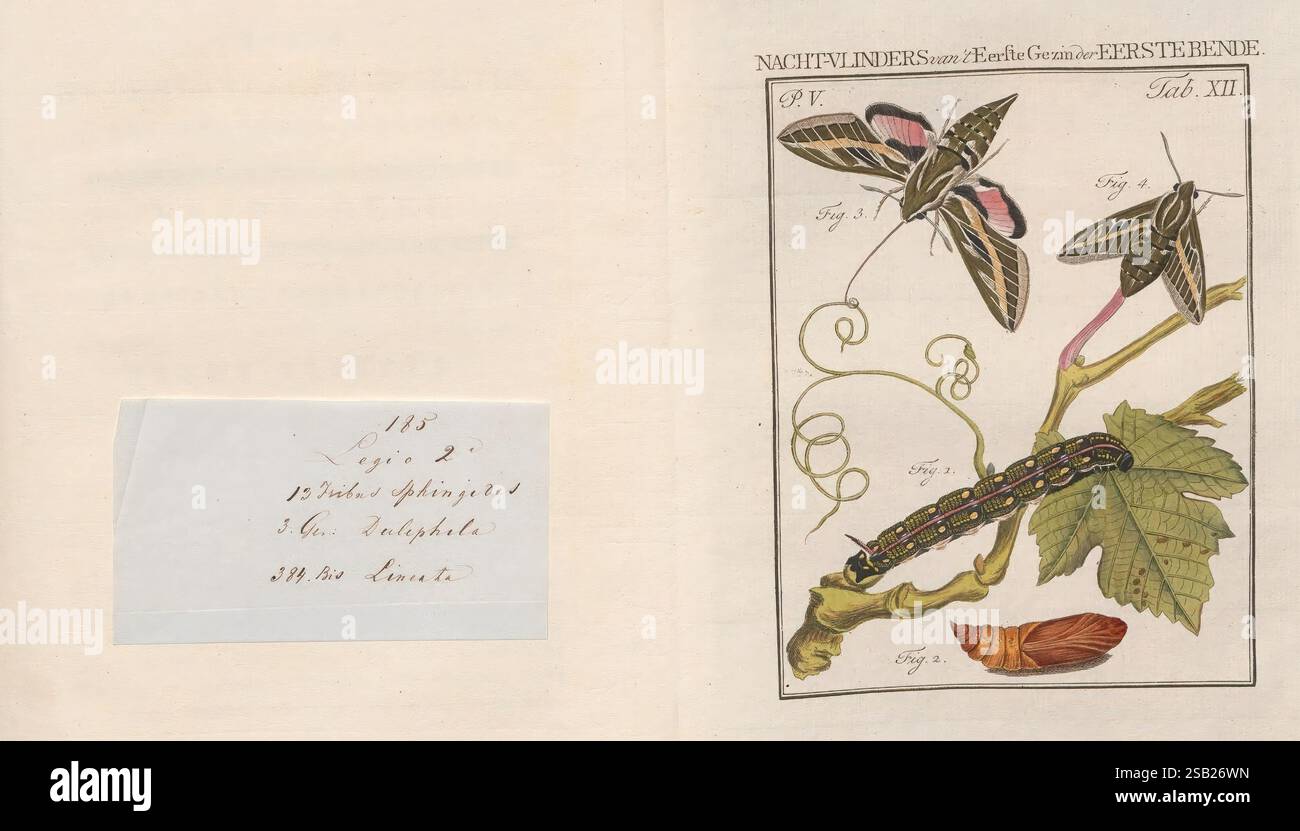 Beschouwing der Wonderen Gods, in de minstgeachte schepzelen, te ...