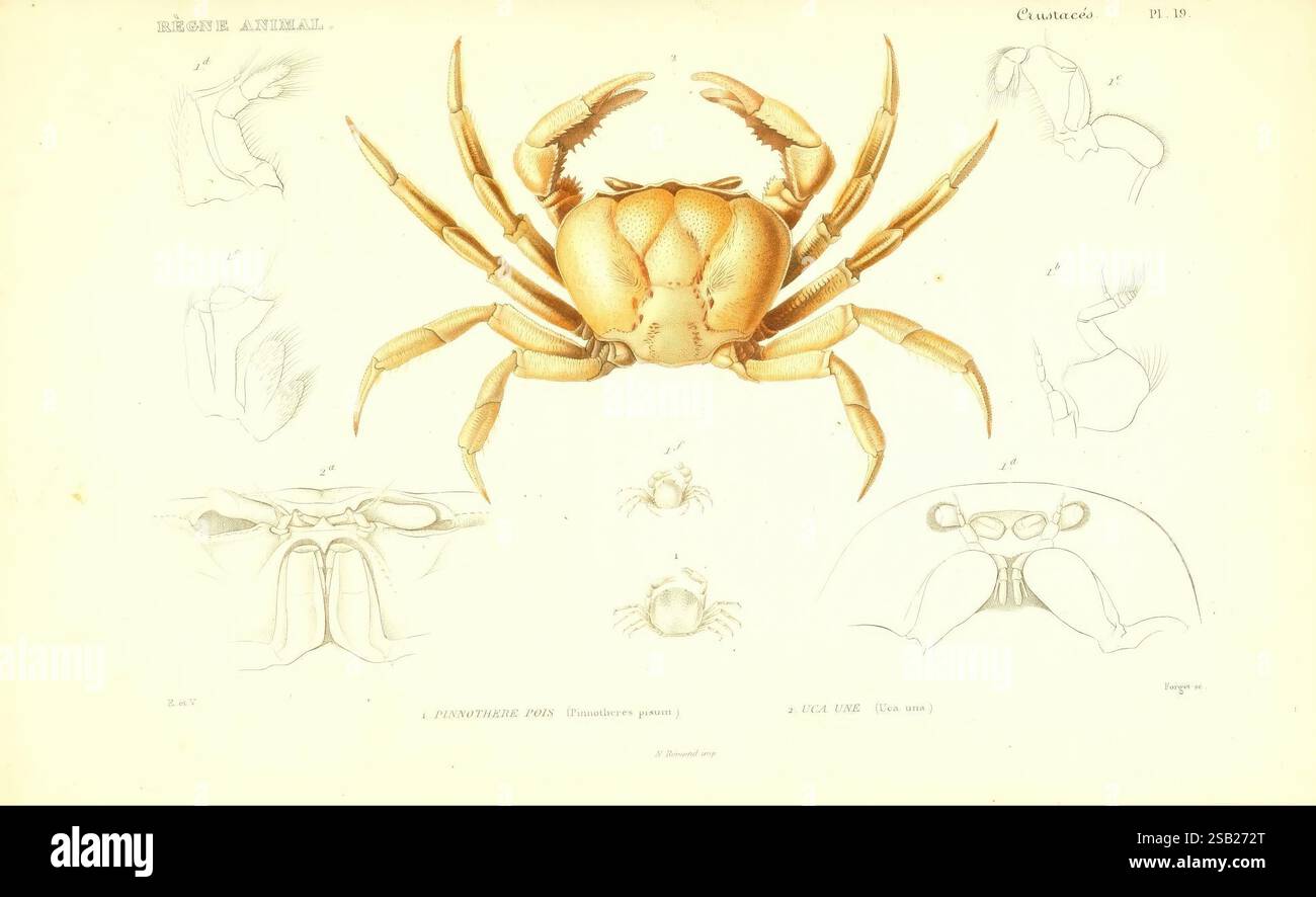 Le règne animal, distribué d'après son organisation, Paris, 1836-1849, anatomie, comparative ...