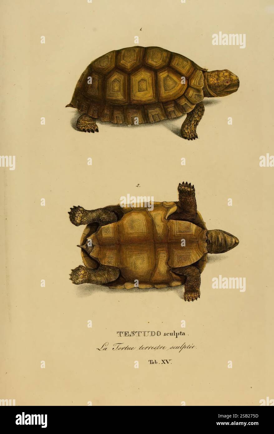 Animalia Nova Sive espèce Novae Testudinum et Ranarum Monachii F.S ...