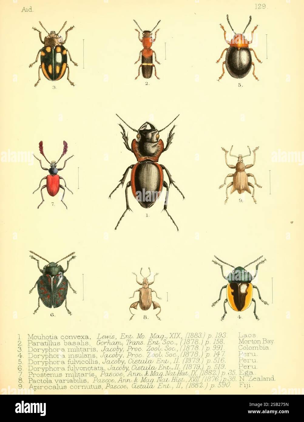 Aide à l'identification des insectes, Londres, E.W. Janson, 1880-90 ...