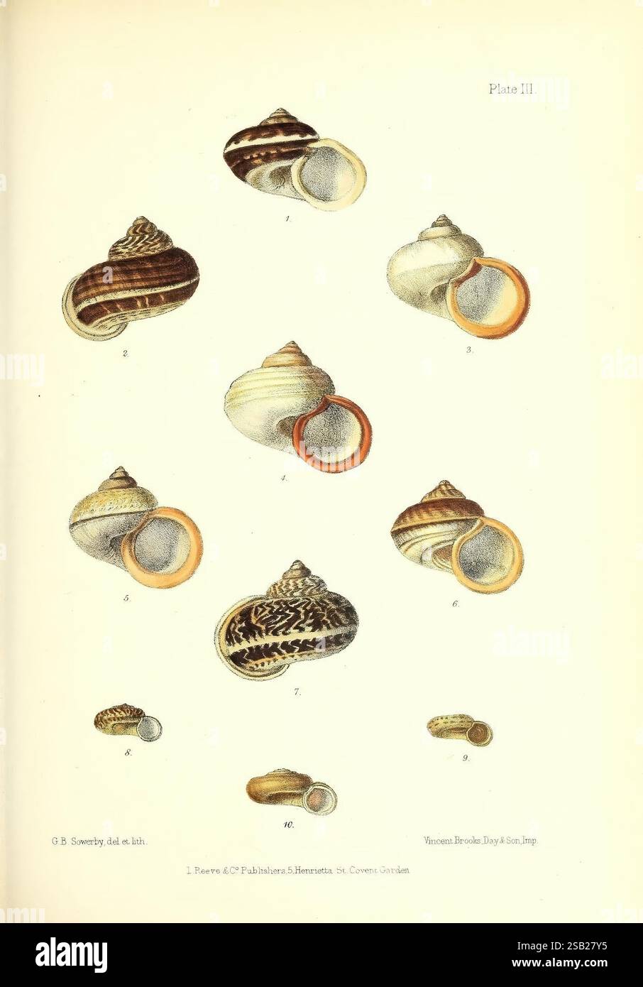 Conchologia Indica London L. Reeve & Co. 1876 Inde mollusques œuvres ...