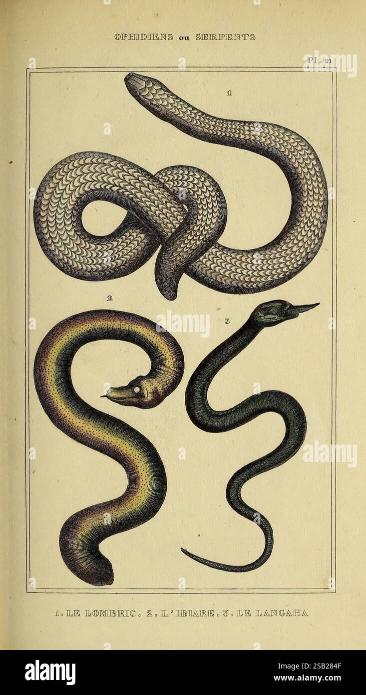 Œuvres du comte de Lacépède Paris P. Duménil 1836 histoire naturelle ...