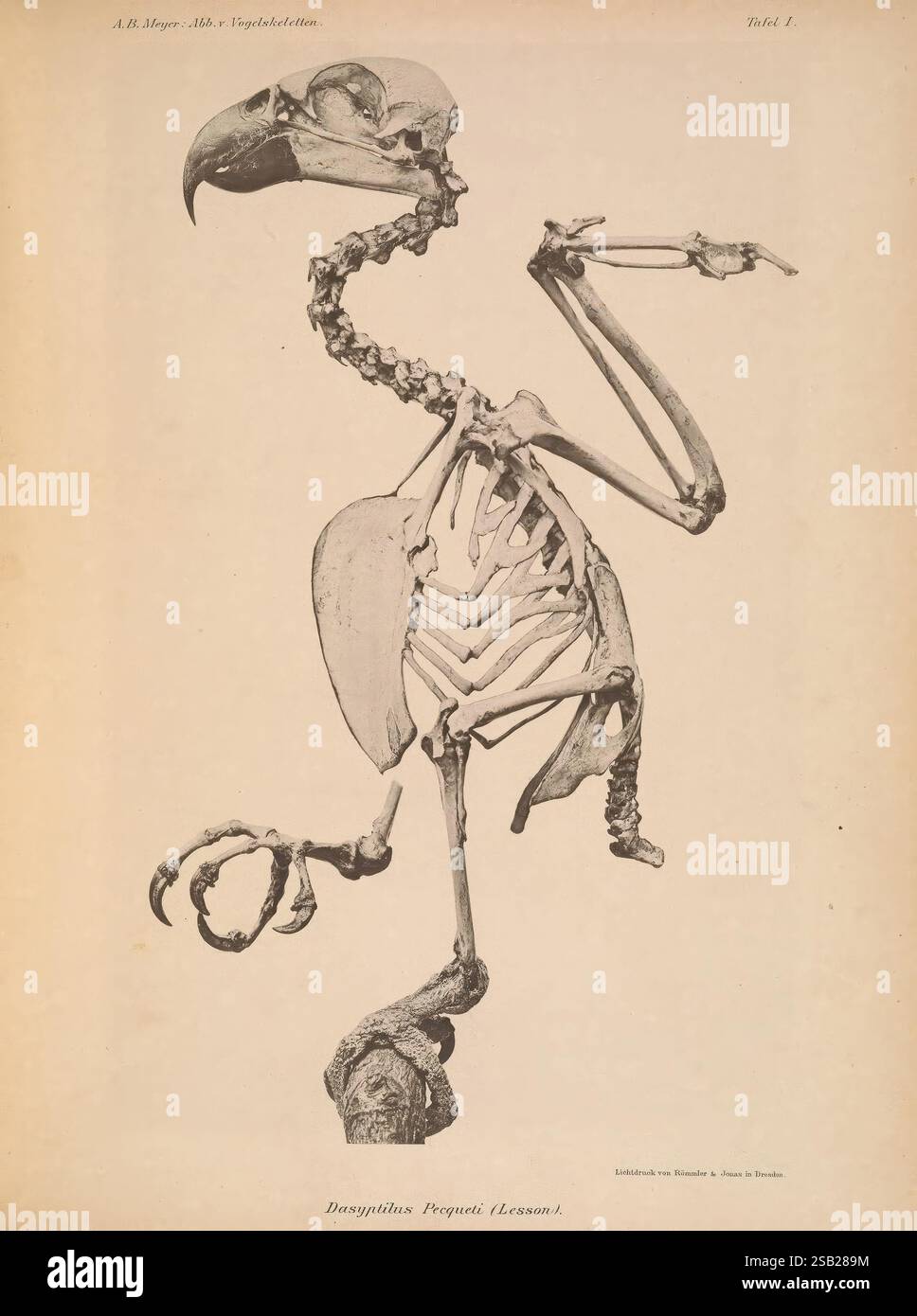 Abbildungen von Vogel-Skeletten, Berlin, 1879-1897, oiseaux, anatomie ...