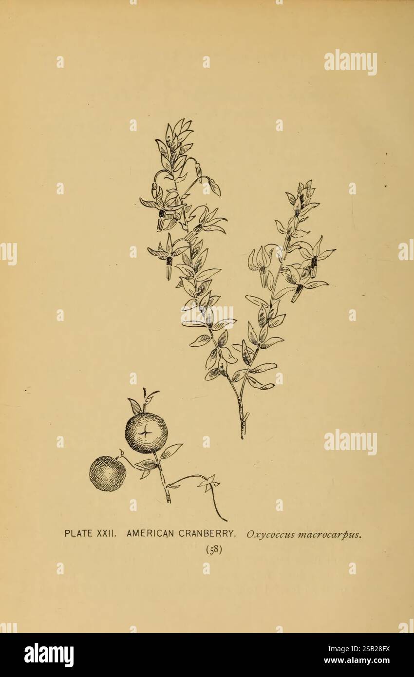 Un guide des fleurs sauvages New York, 1899 États-Unis fleurs sauvages ...