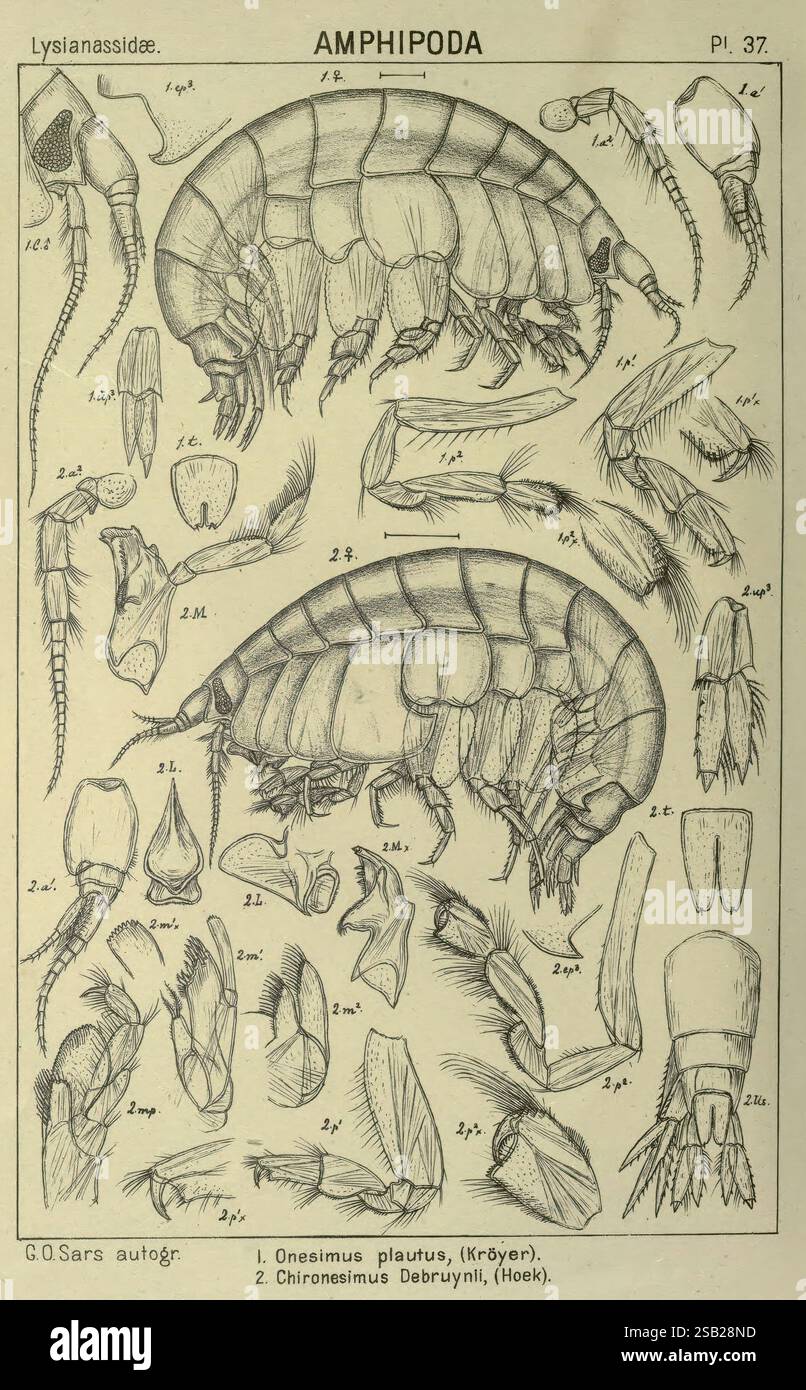 Un récit des plaques d'amphipodes de crustacés de Norvège, Christiania ...