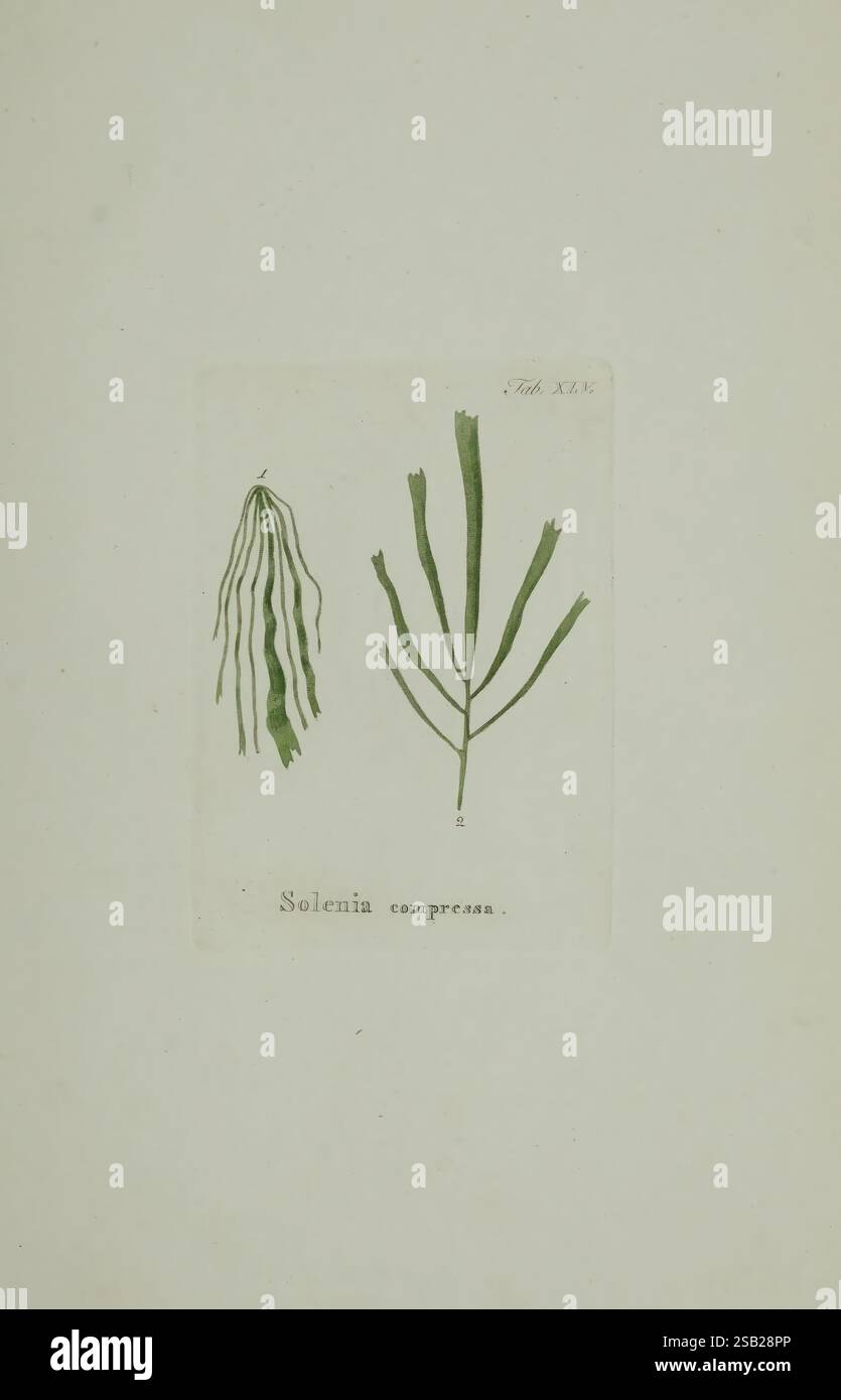 Hydrophytologiae Regni Neapolitani icones, Neapoli, ex Typographia ...