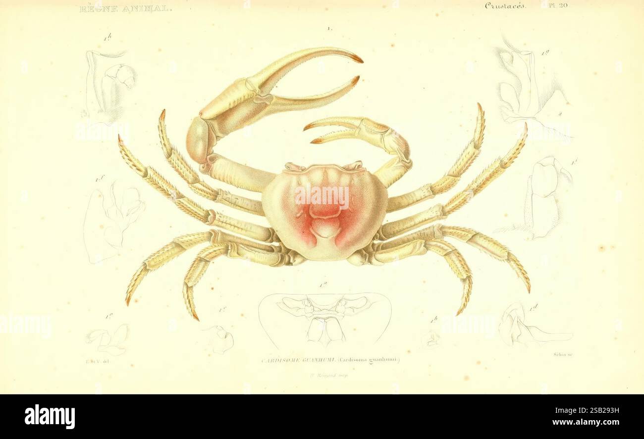 Le règne animal distribué d'après son organisation Paris, 1836-1849 anatomie, comparative ...