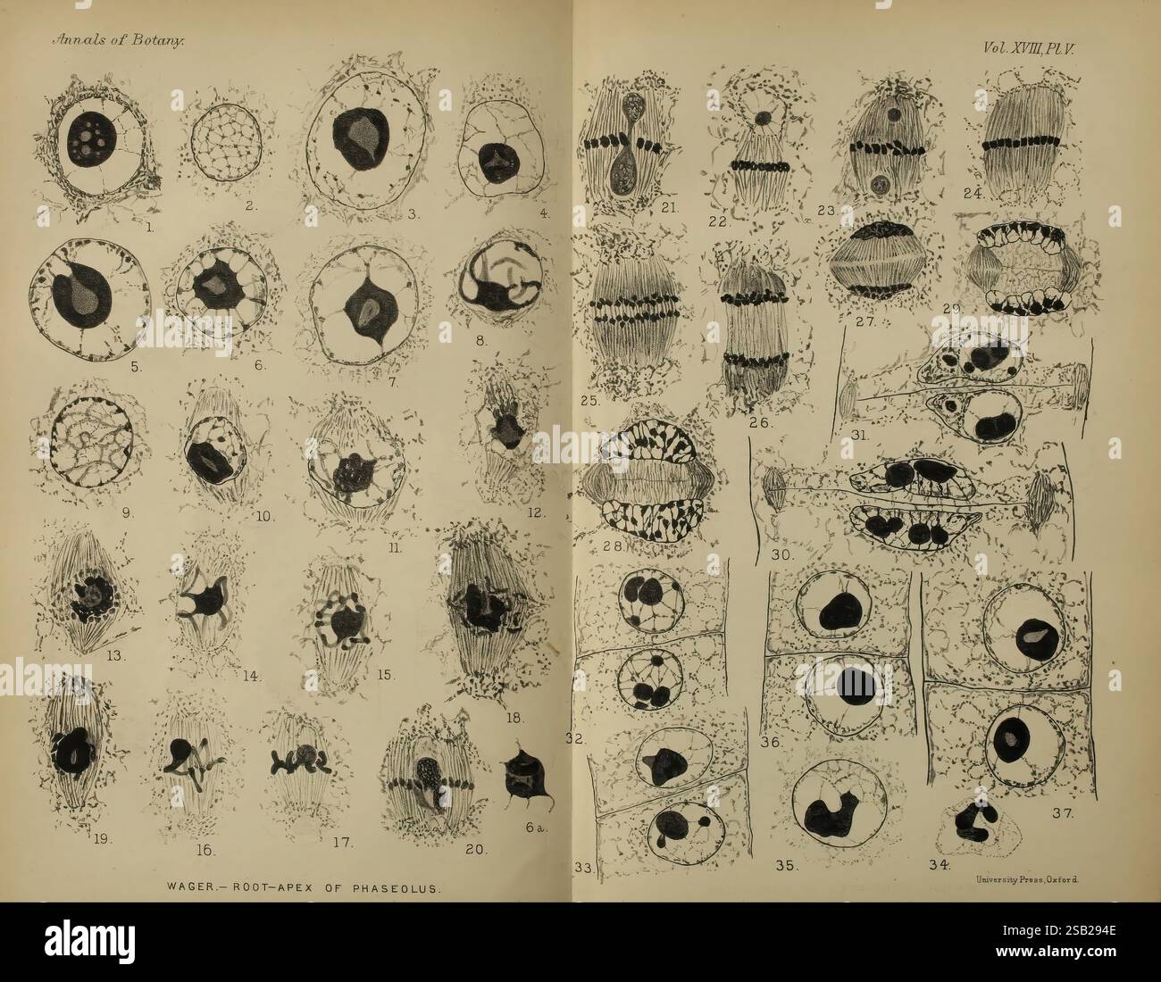 Annales de botanique Londres botanique périodiques plantes, cette ...