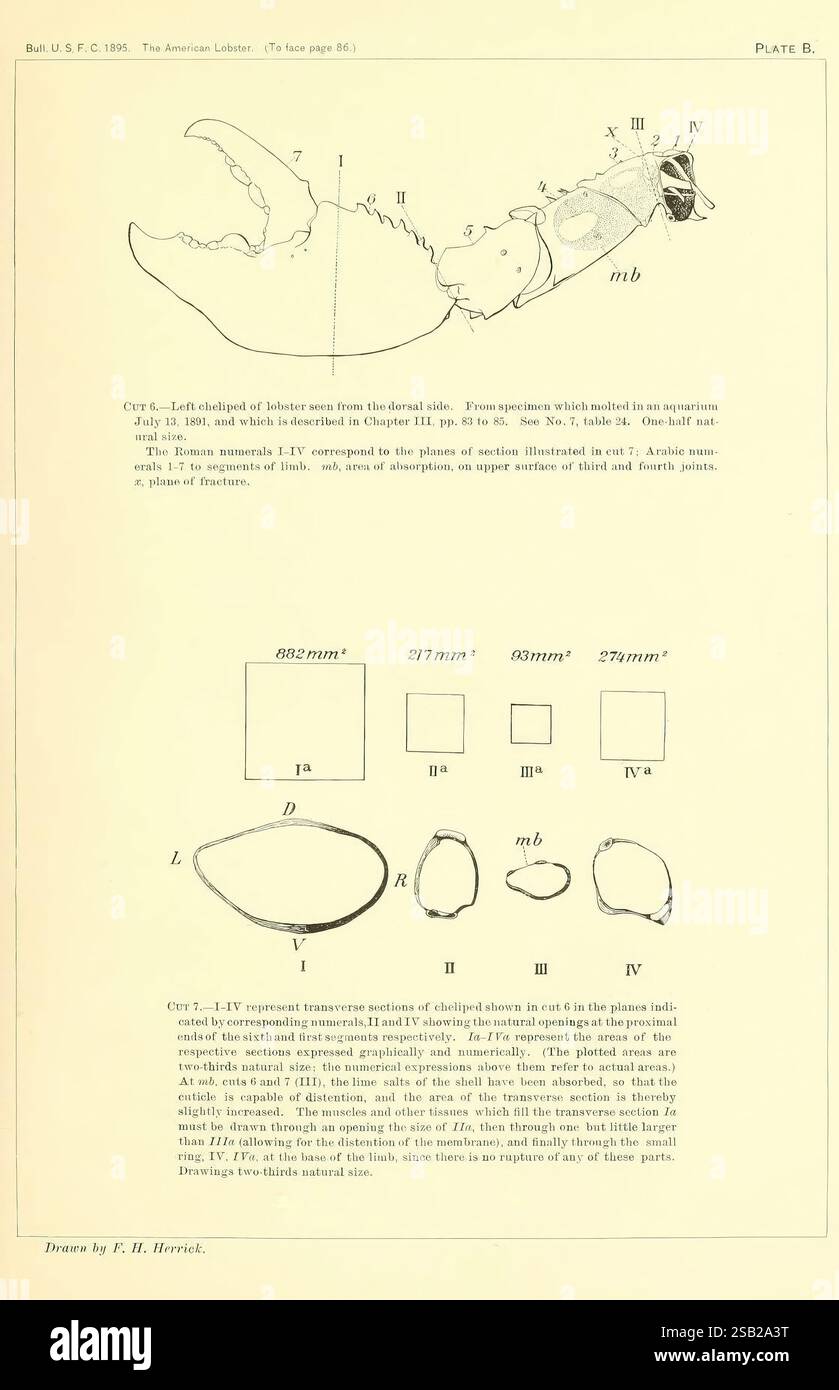 Le homard américain, Washington, Govt. Imprimer, 1895, homards ...