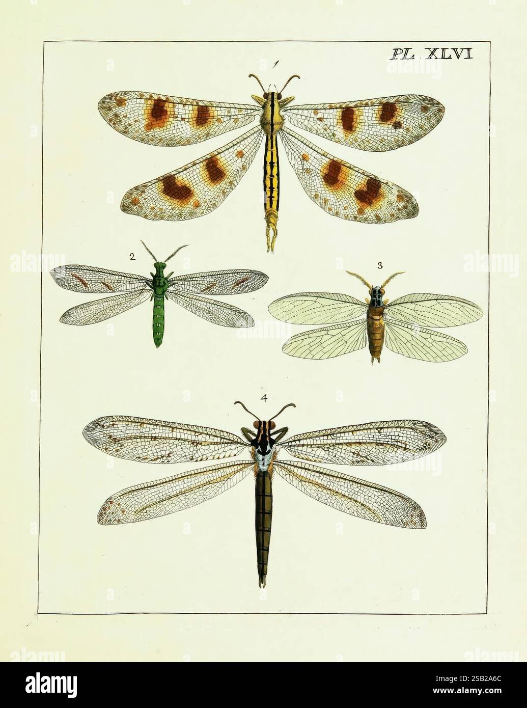Illustrations de l'histoire naturelle de Londres imprimées pour l ...