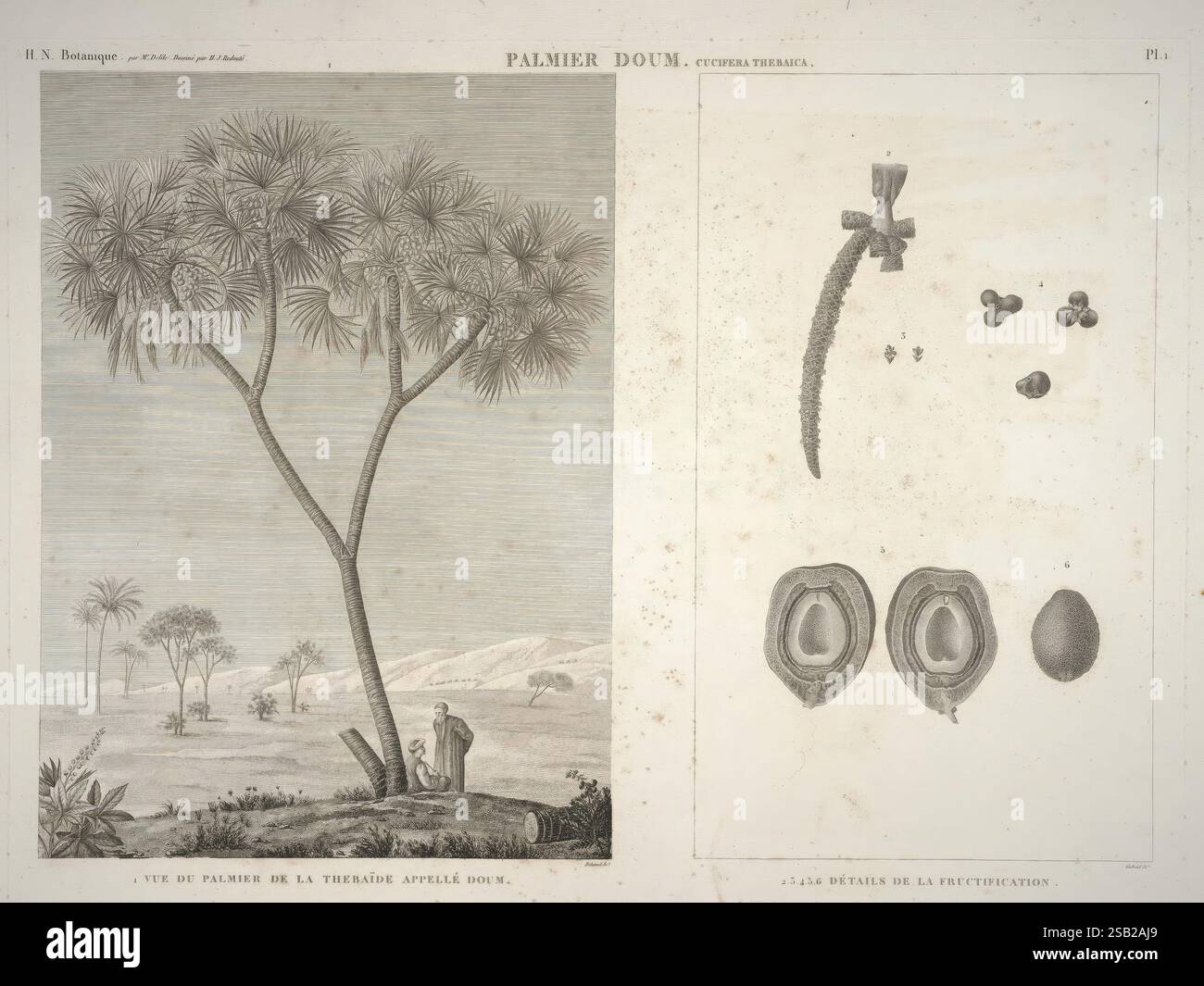Flore d'Egypte, Paris, imprimerie Impériale, 1813, plants, Égypte ...