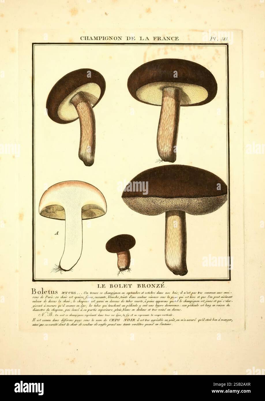 Une étude botanique illustrée mettant en vedette différents types de ...